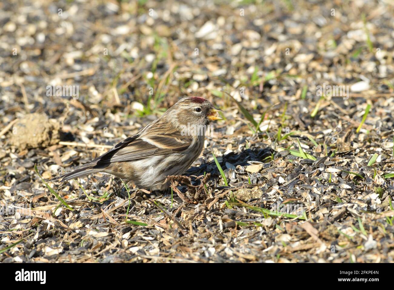 Bird Common linnet sitting on the ground and eating seeds from the ...