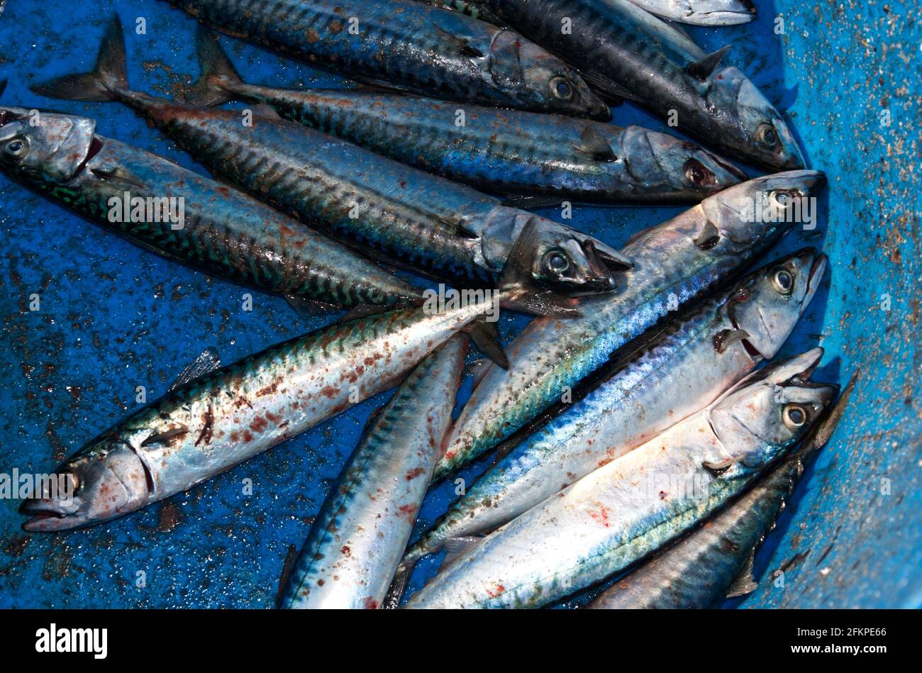 Mackerel scales hi-res stock photography and images - Alamy