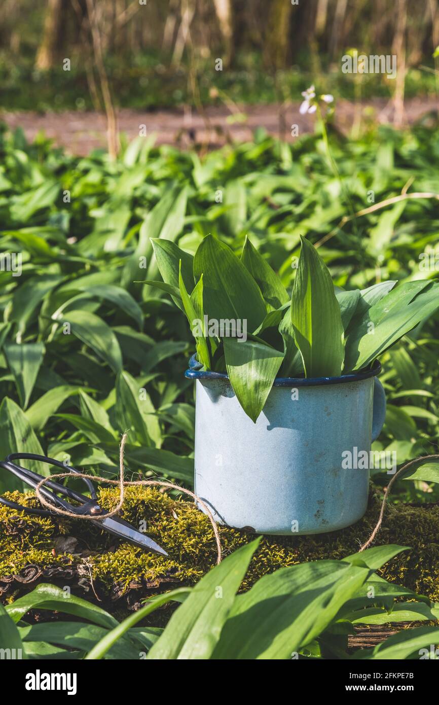 Ramsons picking hi-res stock photography and images - Alamy