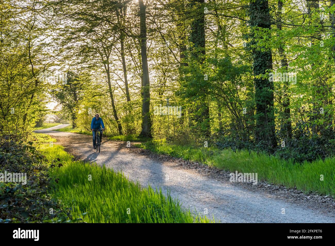 Man cycling through the forest in the spring afternoon light Stock ...