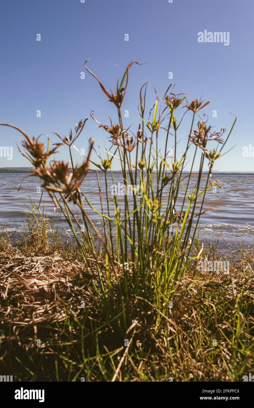 Vertical shot of fresh tall grass on the shore of a calm lake on a ...