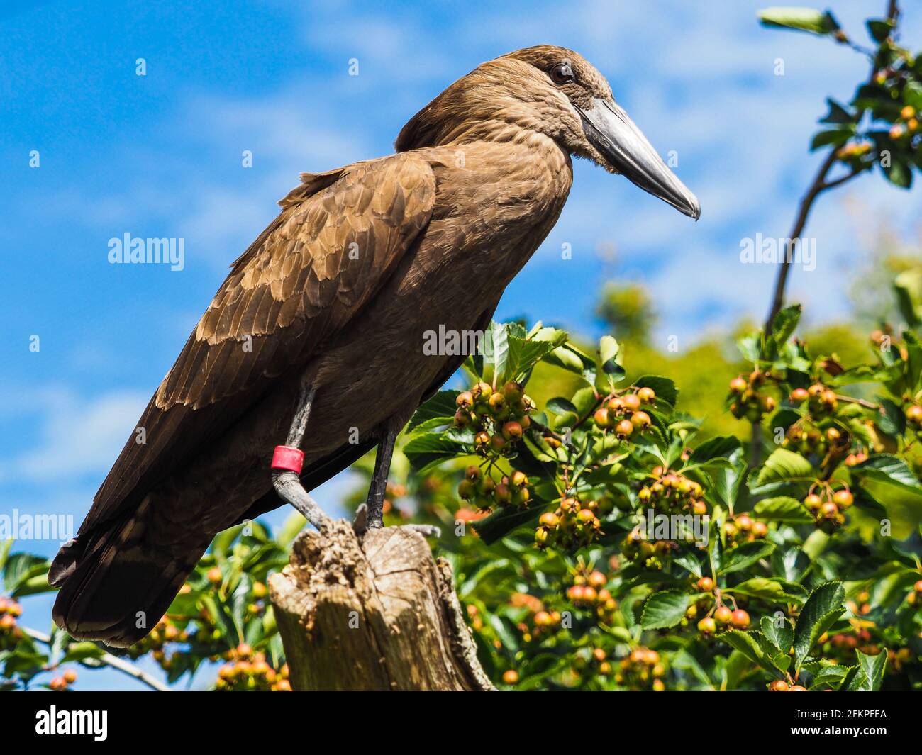 Hamerkop nest hi-res stock photography and images - Alamy
