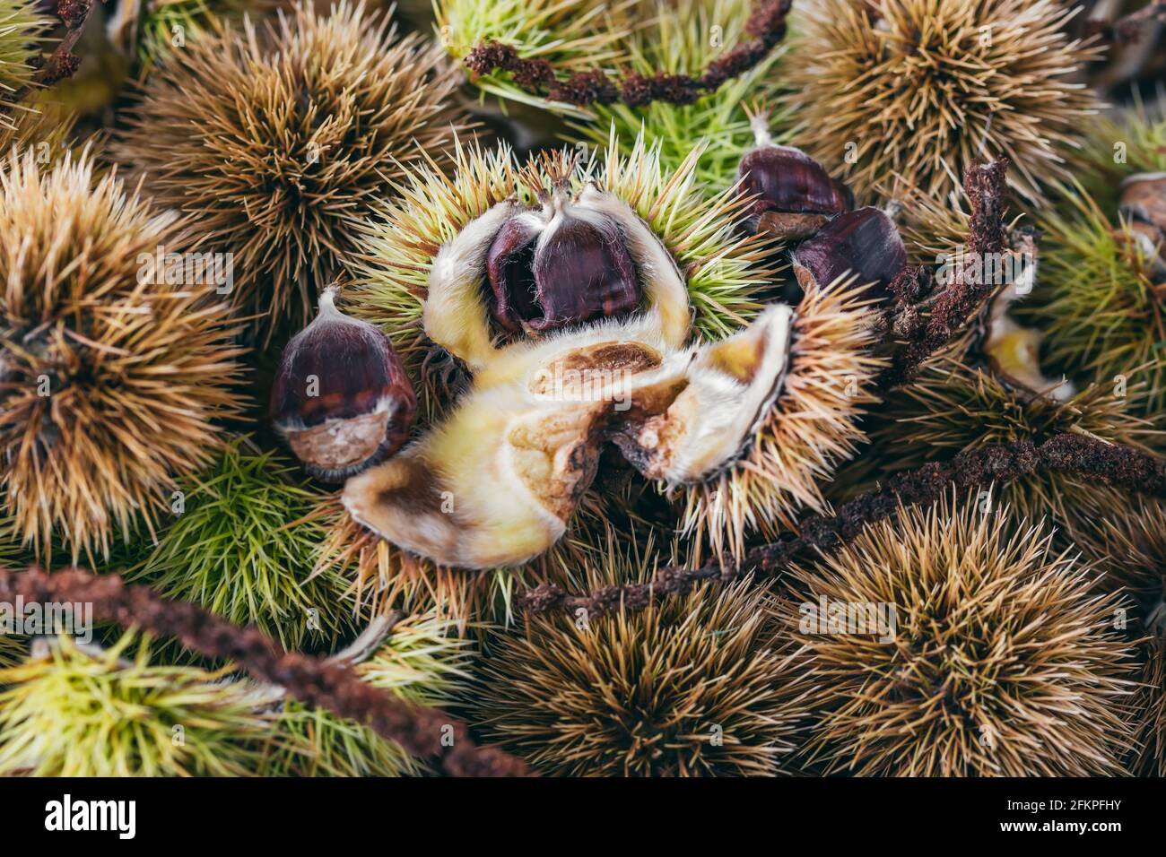 Chestnuts from the garden with their prickly shells which can be used ...