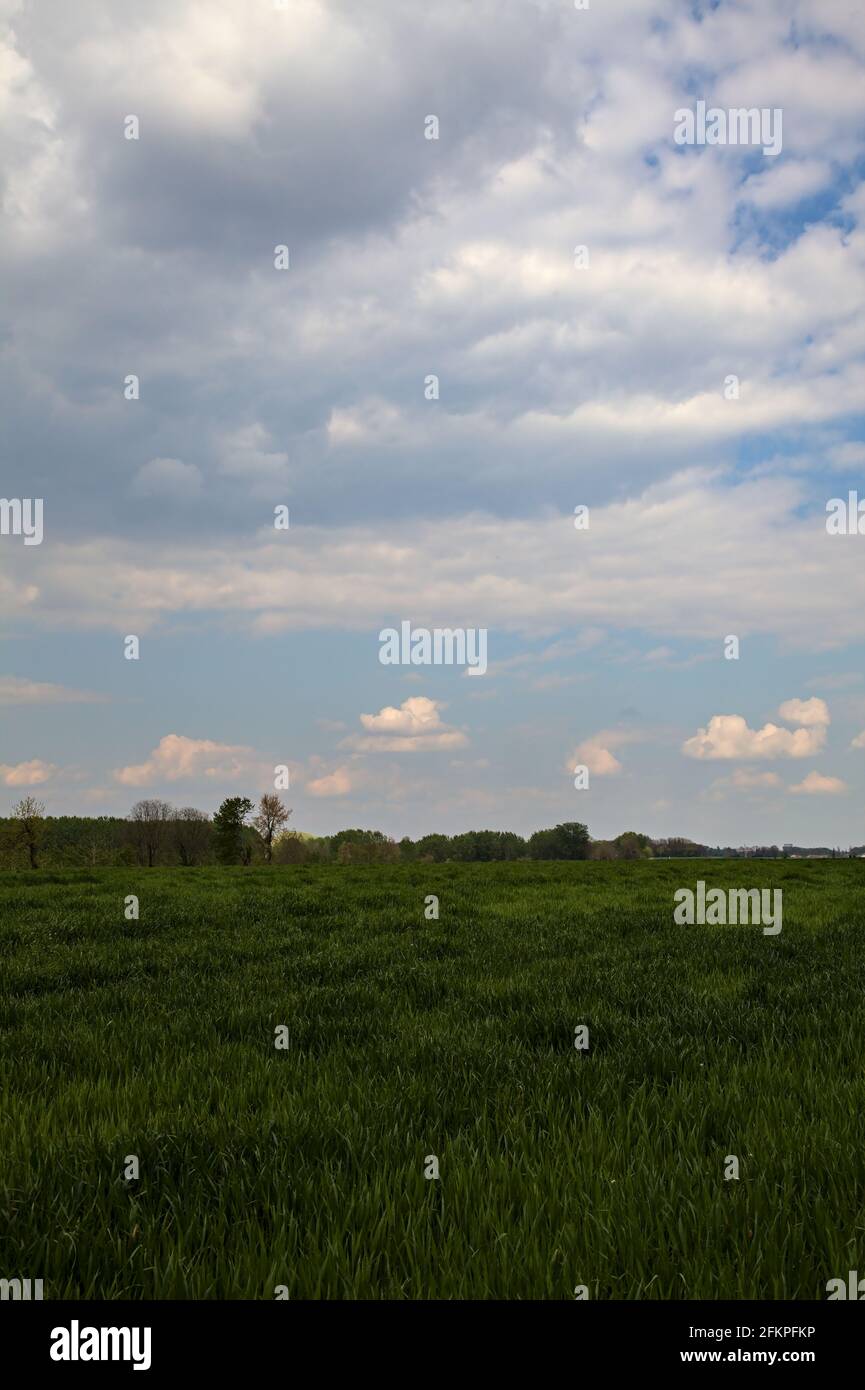 Field of maize in early stage of growth on a clear day in spring Stock ...