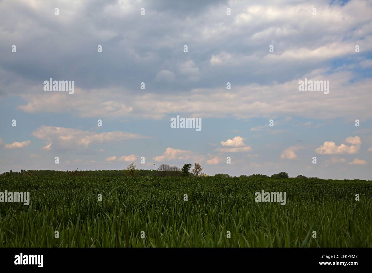 Field of maize in early stage of growth on a clear day in spring Stock ...