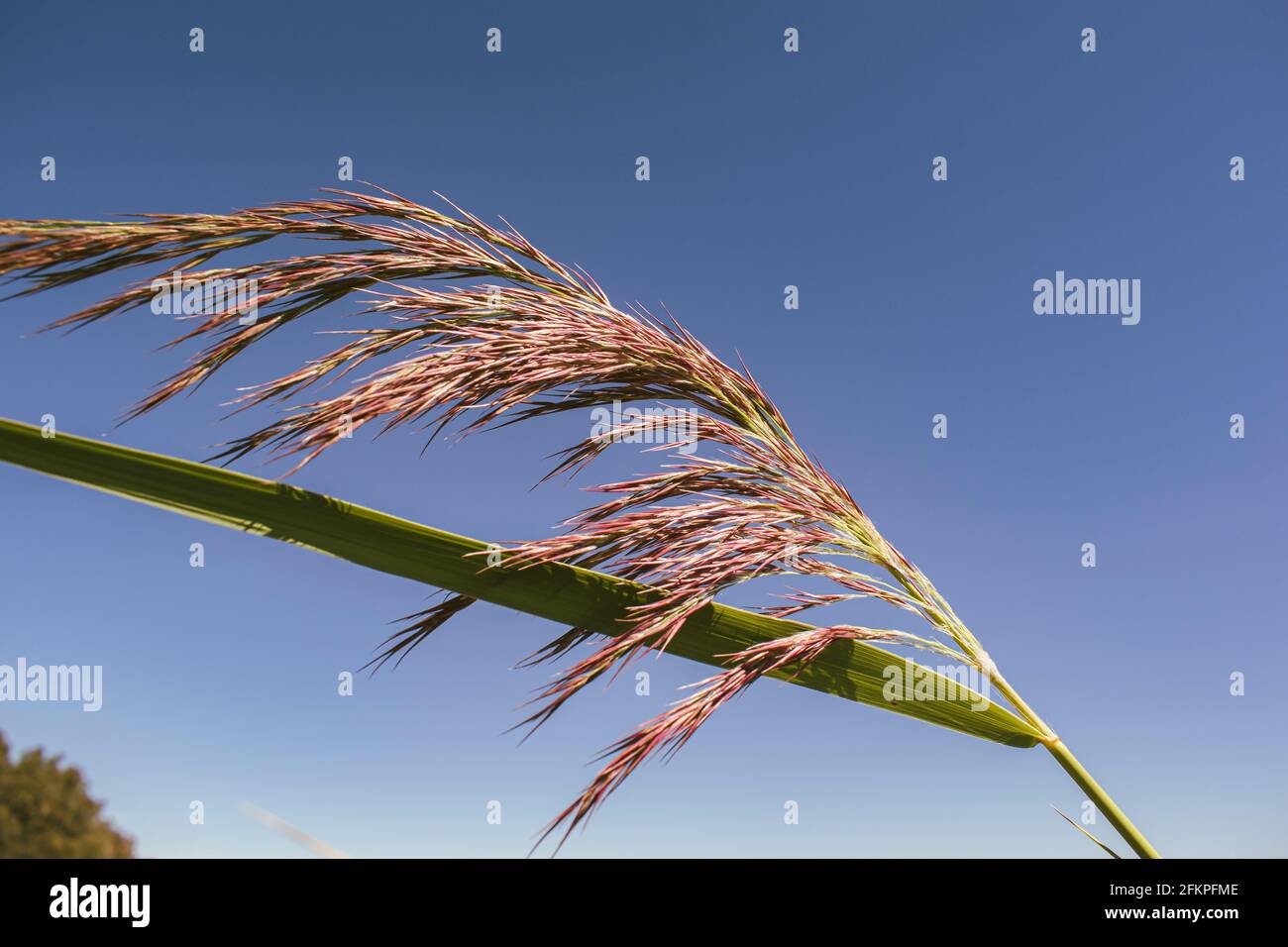 Common reed blowing in the wind on a sunny day Stock Photo - Alamy