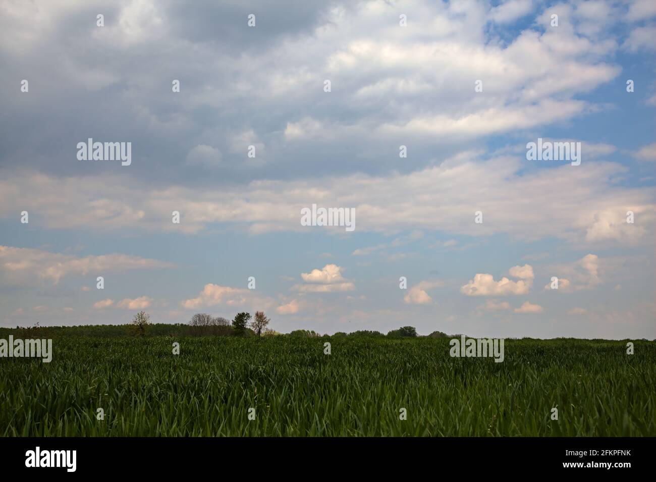 Field of maize in early stage of growth on a clear day in spring Stock ...
