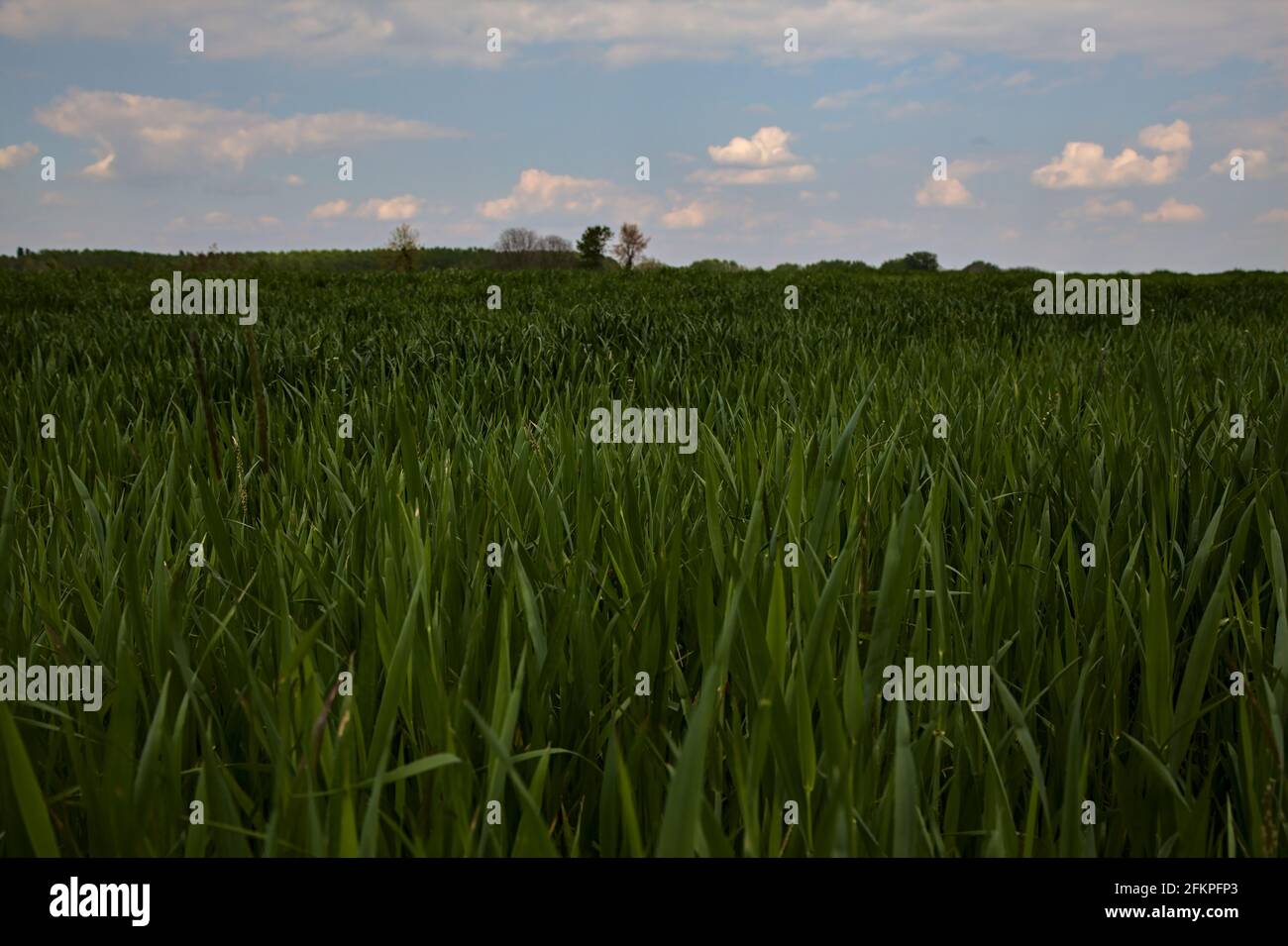 Field of maize in early stage of growth on a clear day in spring Stock ...