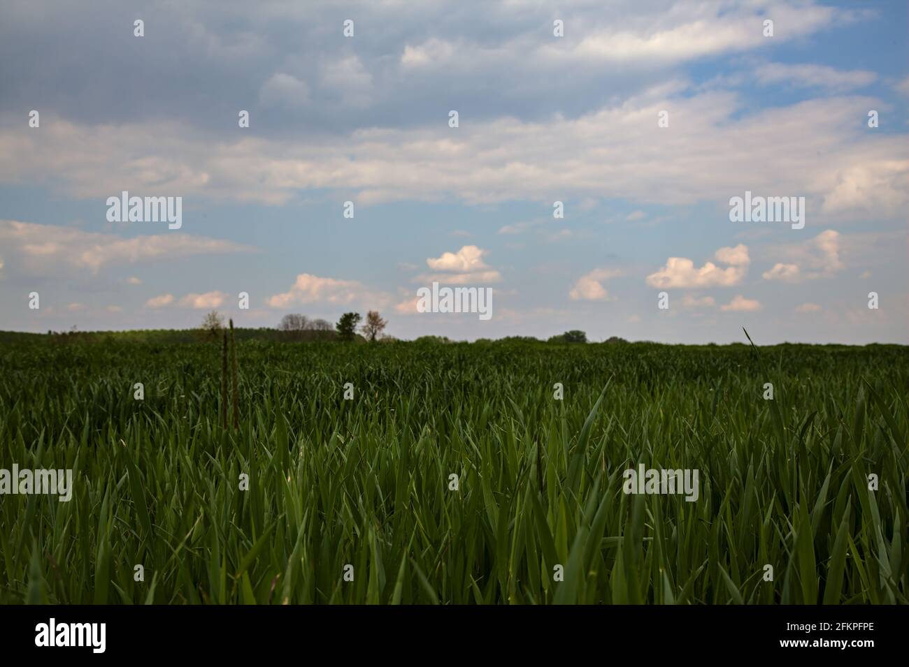 Field of maize in early stage of growth on a clear day in spring Stock ...