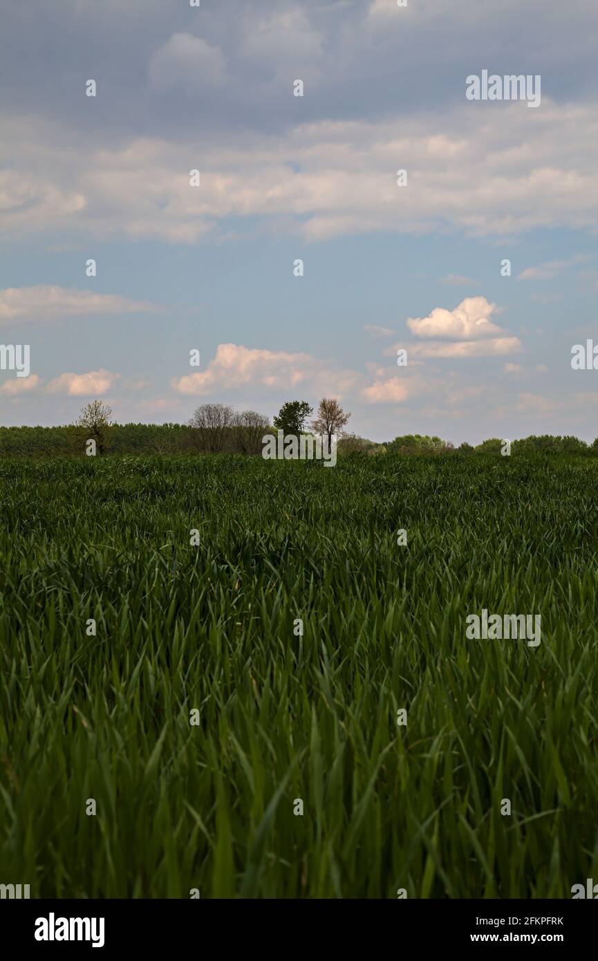 Field of maize in early stage of growth on a clear day in spring Stock ...