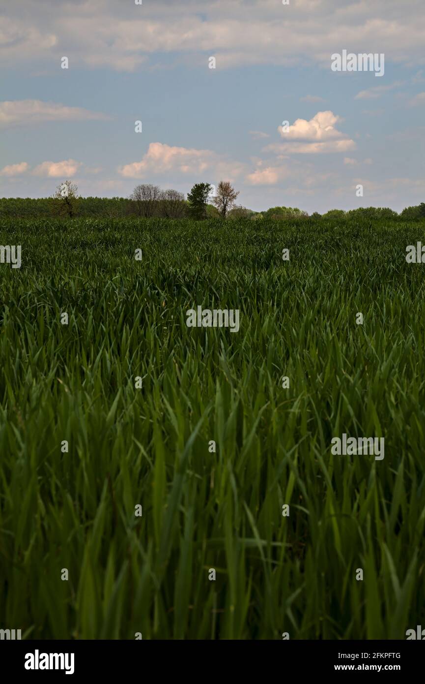 Field of maize in early stage of growth on a clear day in spring Stock ...