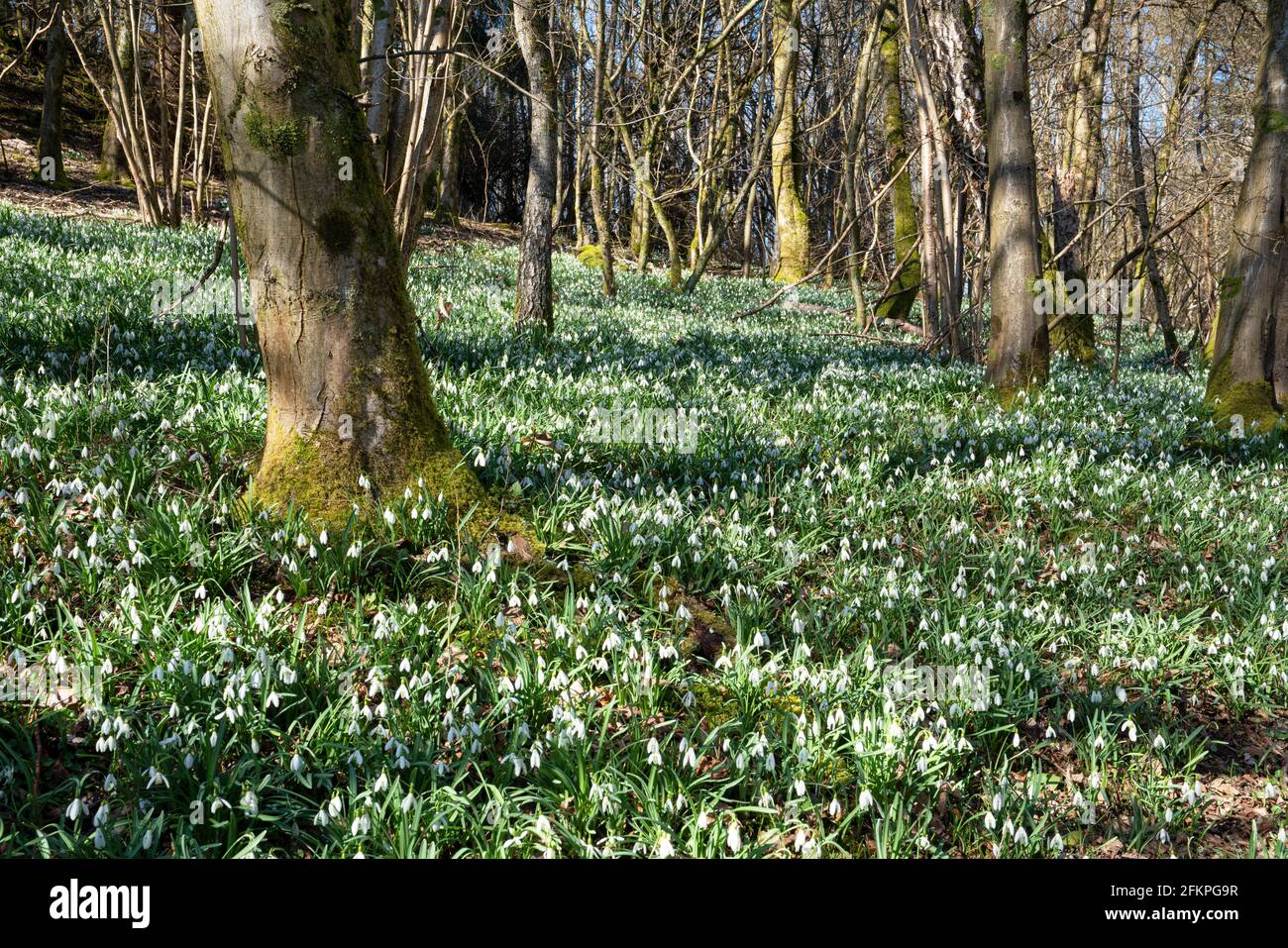 Snowdrops under trees hi-res stock photography and images - Alamy