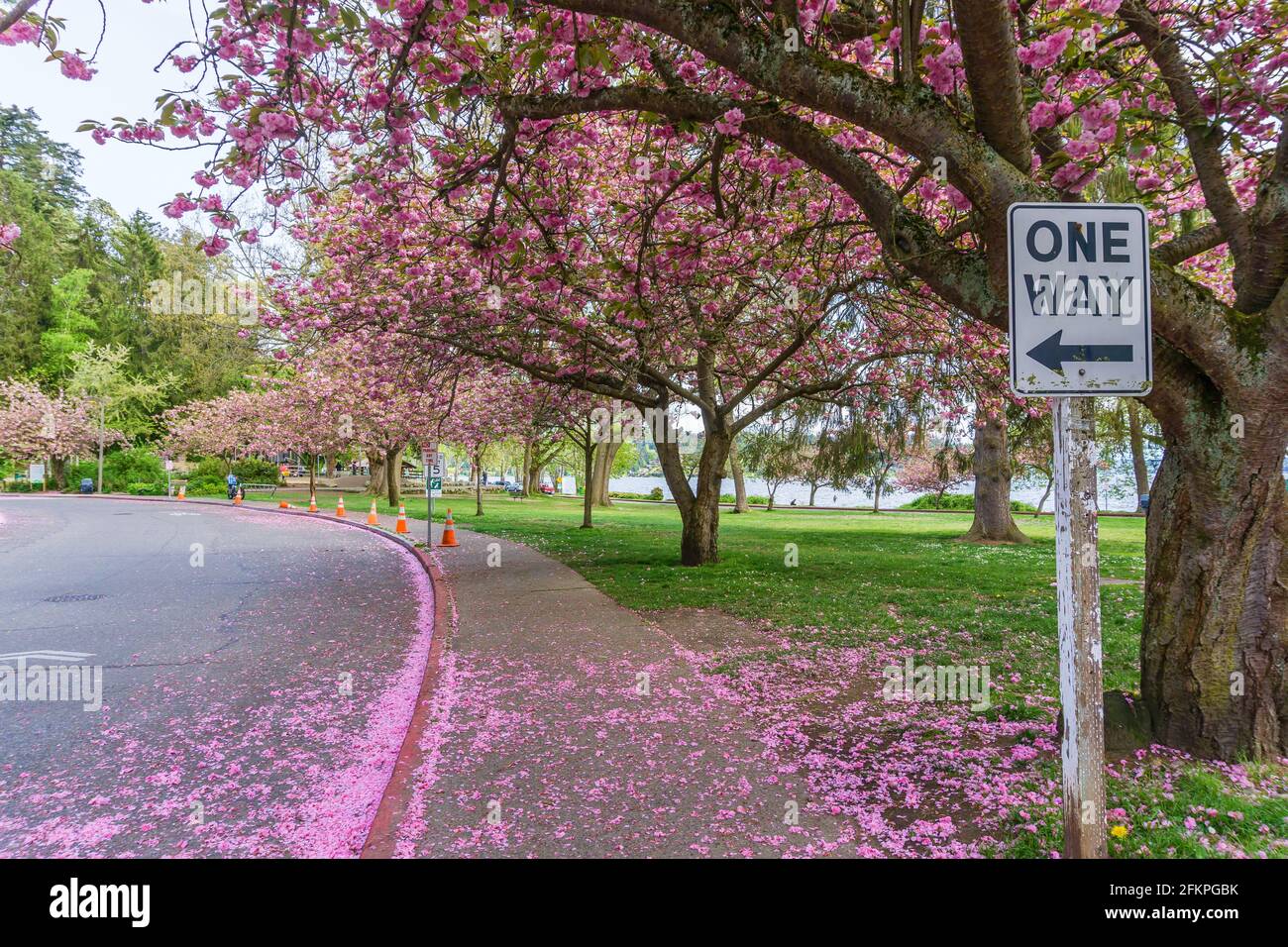 Pink cherry blossoms are blooming at Seward Park in Seattle, Washington ...