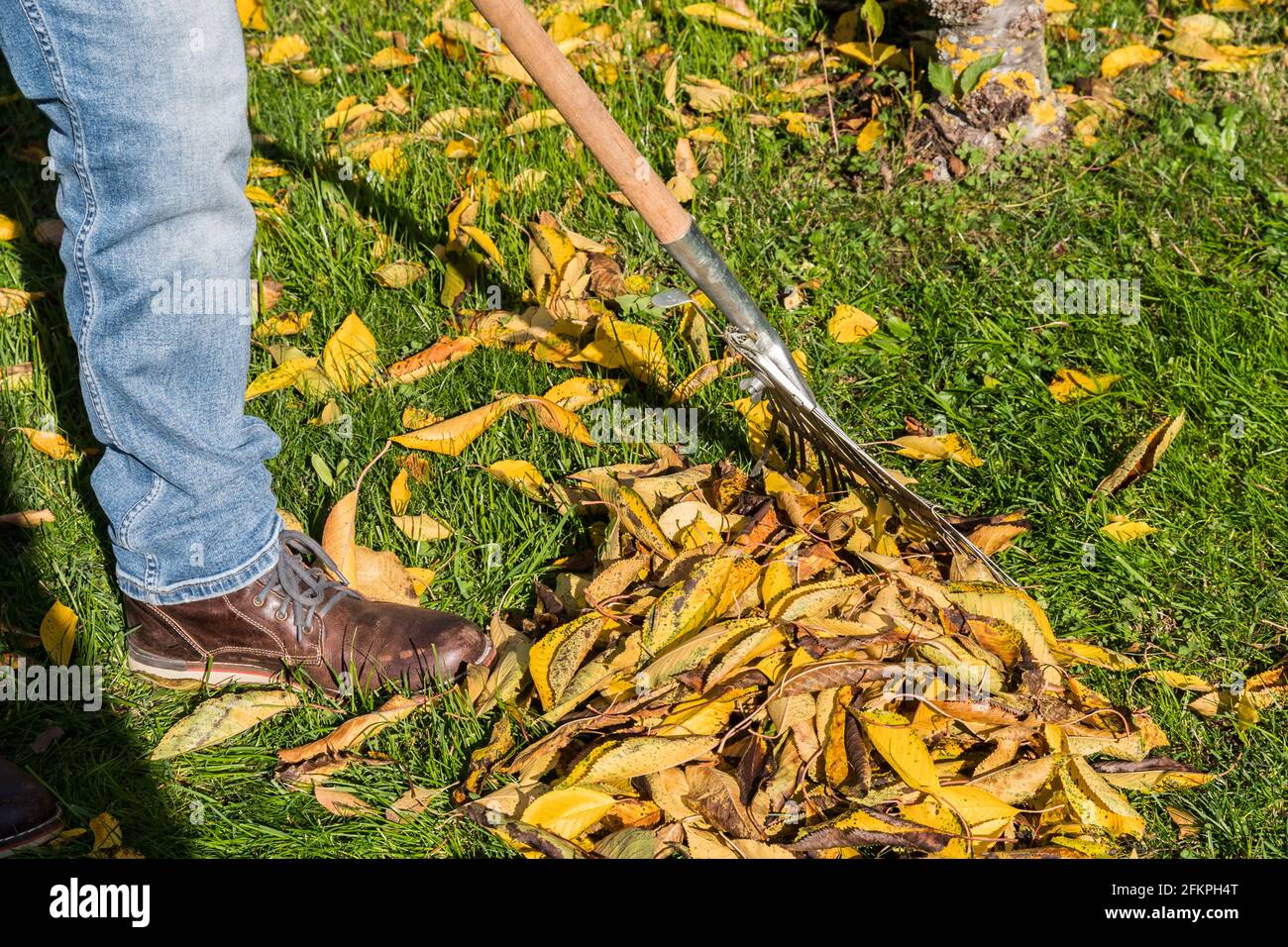 Man raking colorful fallen leaves to a pile in his garden in the fall ...