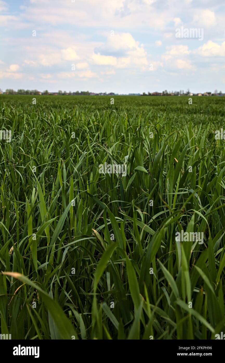 Early stage vegetable growth hi-res stock photography and images - Alamy