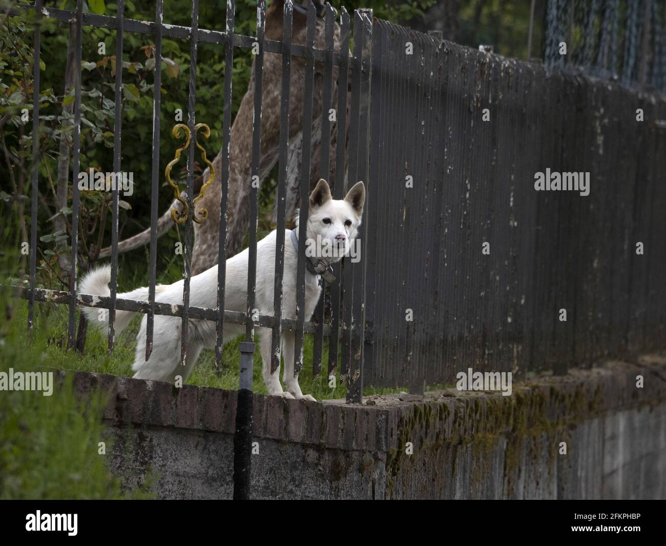 white guard dog waiting for you from iron fence close up Stock Photo ...