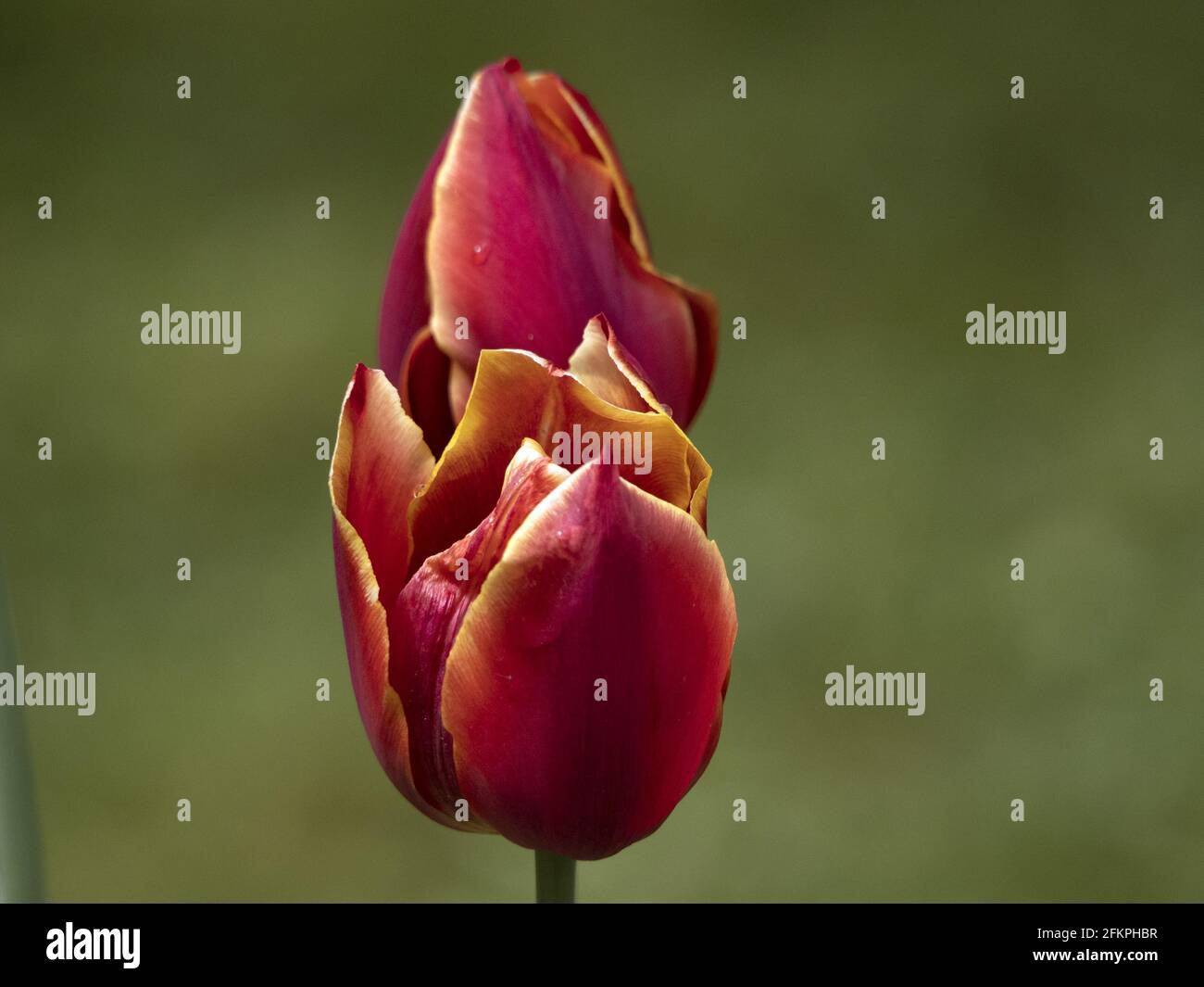 tulip flowers close up macro Stock Photo - Alamy