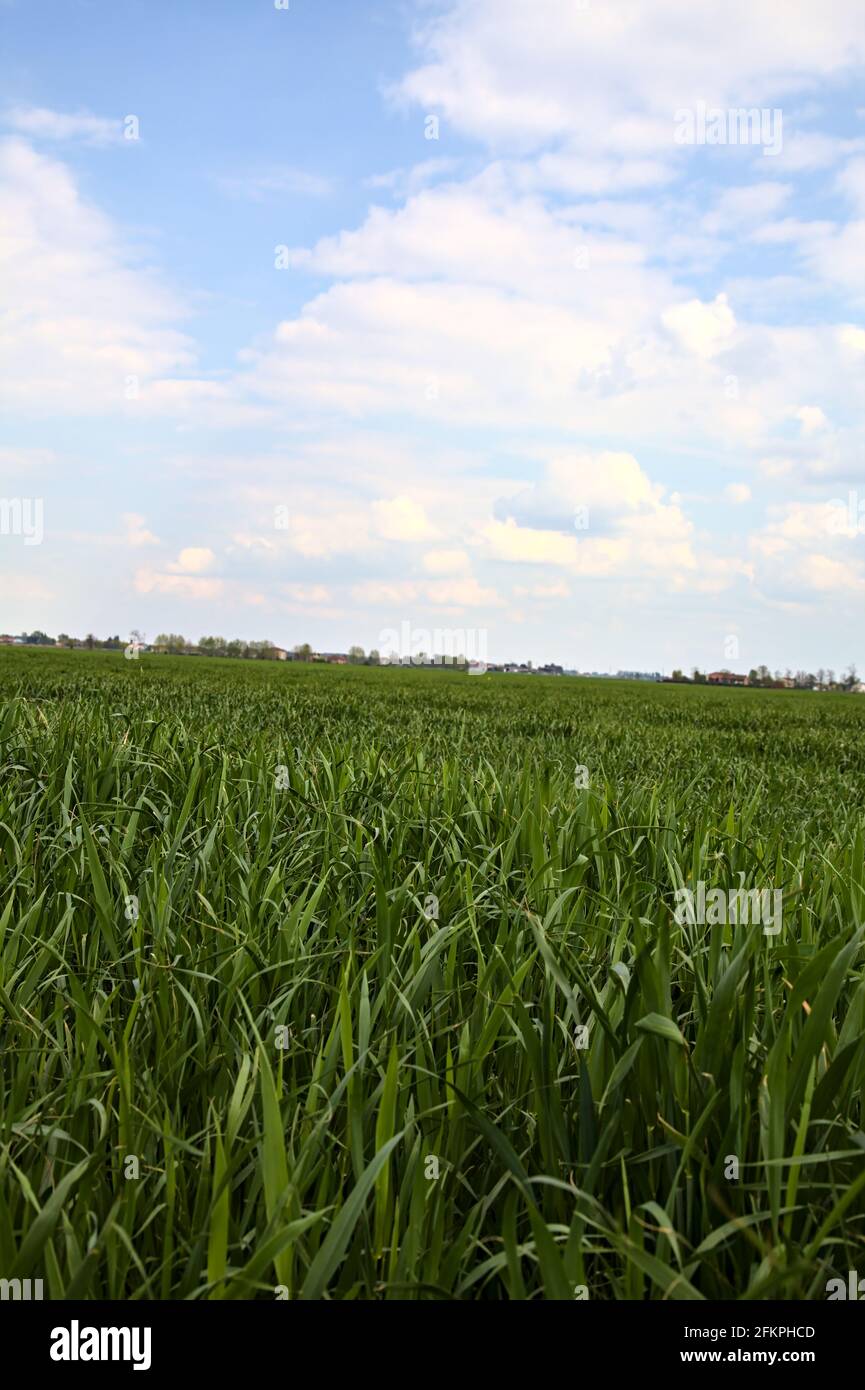 Corn field in early stage of growth in the italian countryside on a ...