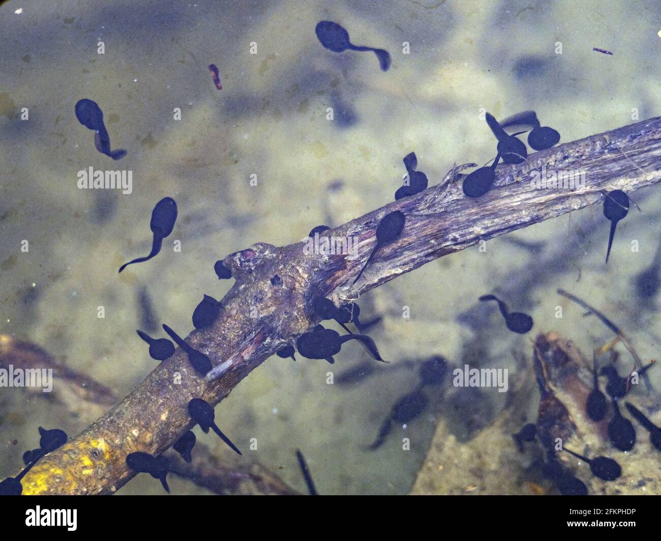 frog tadpole in a swamp detail Stock Photo - Alamy