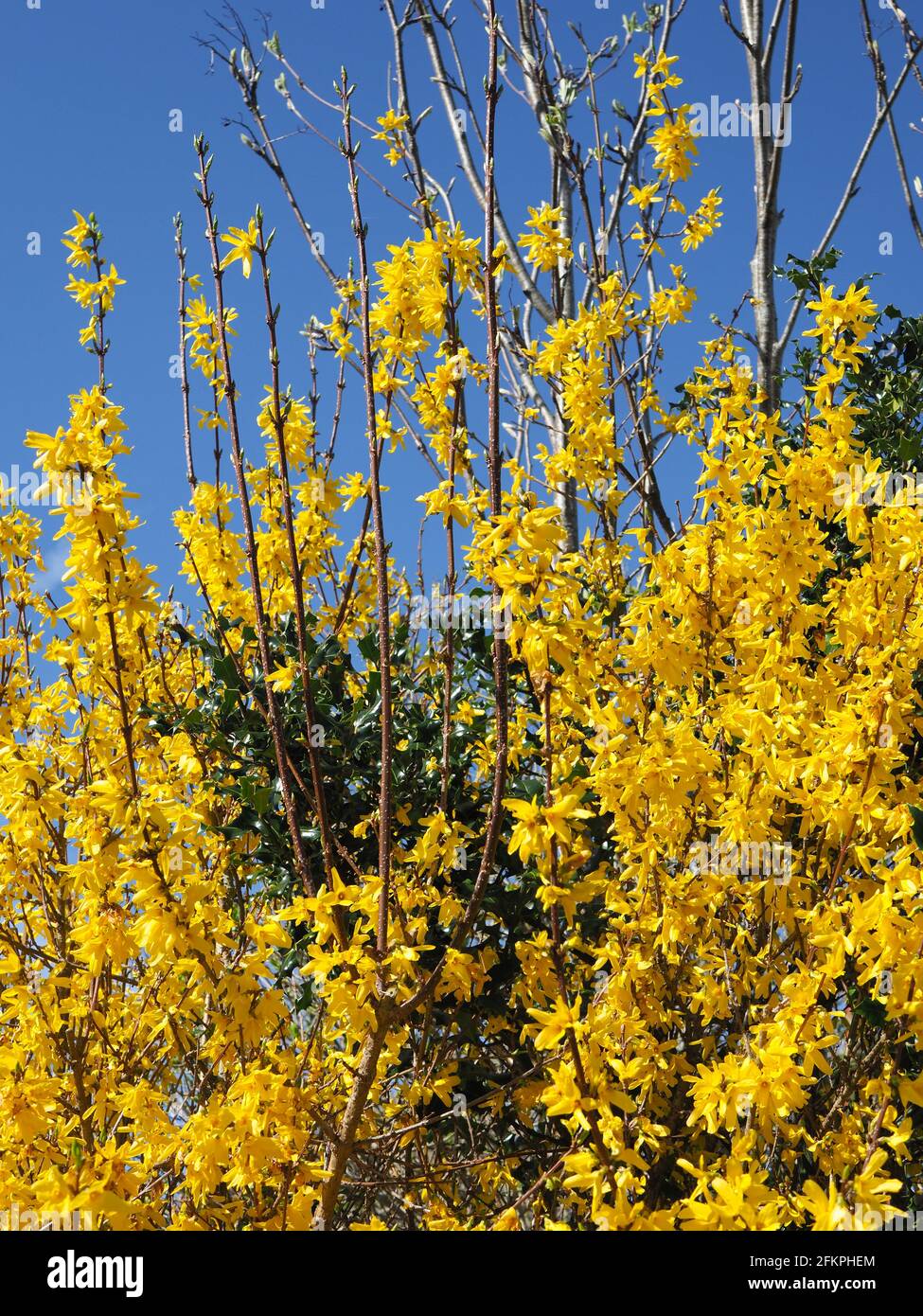 bright yellow Forsythia tree with blue sky background Stock Photo - Alamy