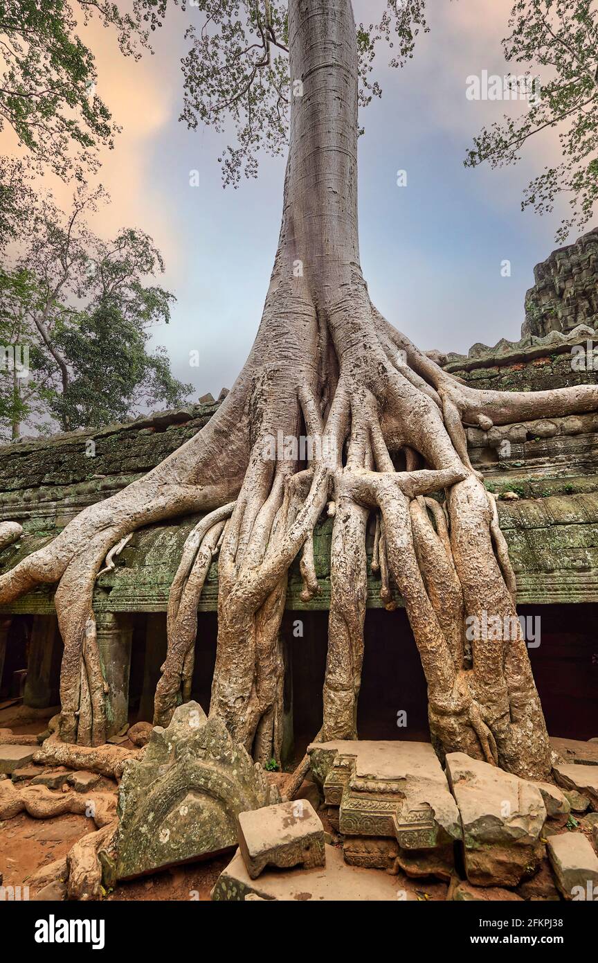 Cambodia jungle tree roots temple hi-res stock photography and images ...