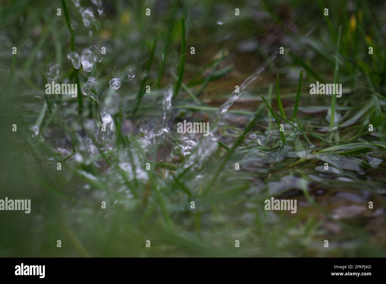Rainwater on grass leaves hi-res stock photography and images - Alamy