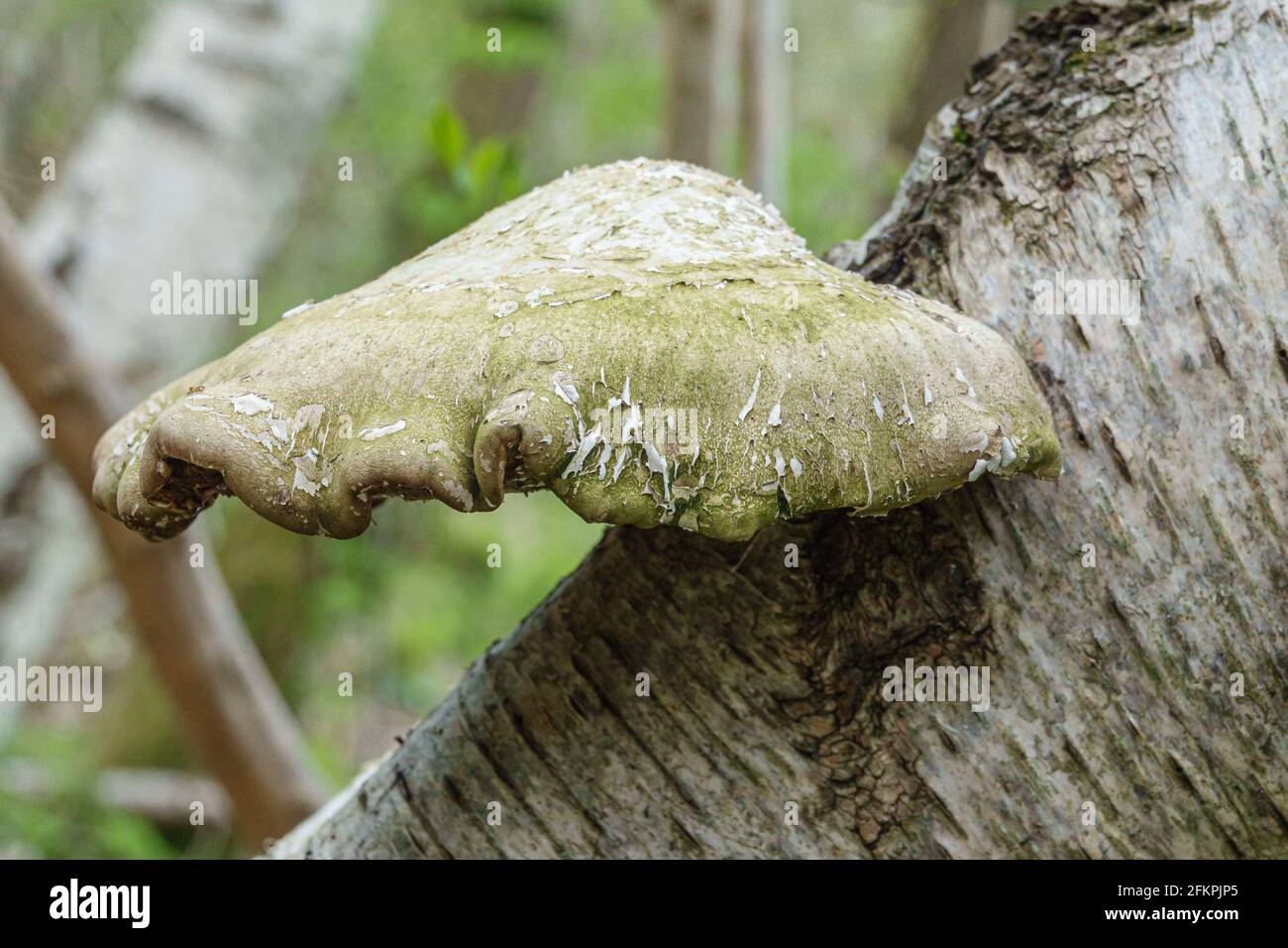 a large plate mushroom fungi growing on the side of a tree Stock Photo ...