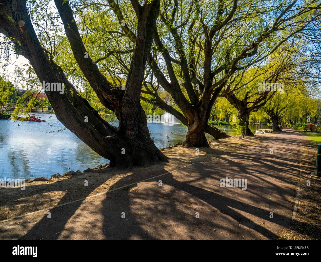 Spring sunlight by the lake in Locke Park with mature willow trees in a ...