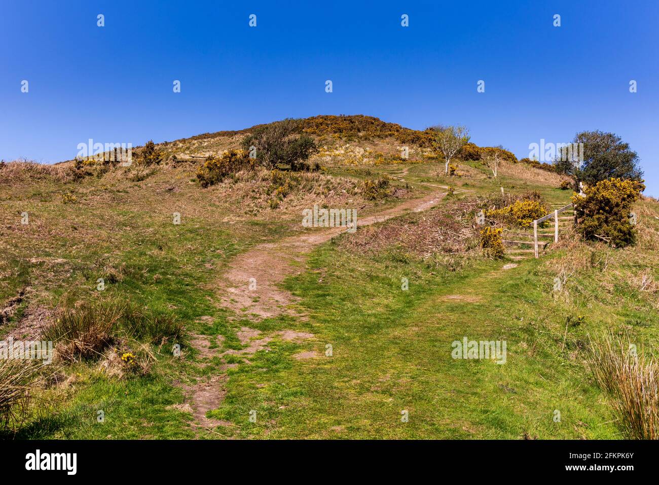 The ascent to Pilsdon Pen Iron Age Hill Fort in Dorset, England Stock ...