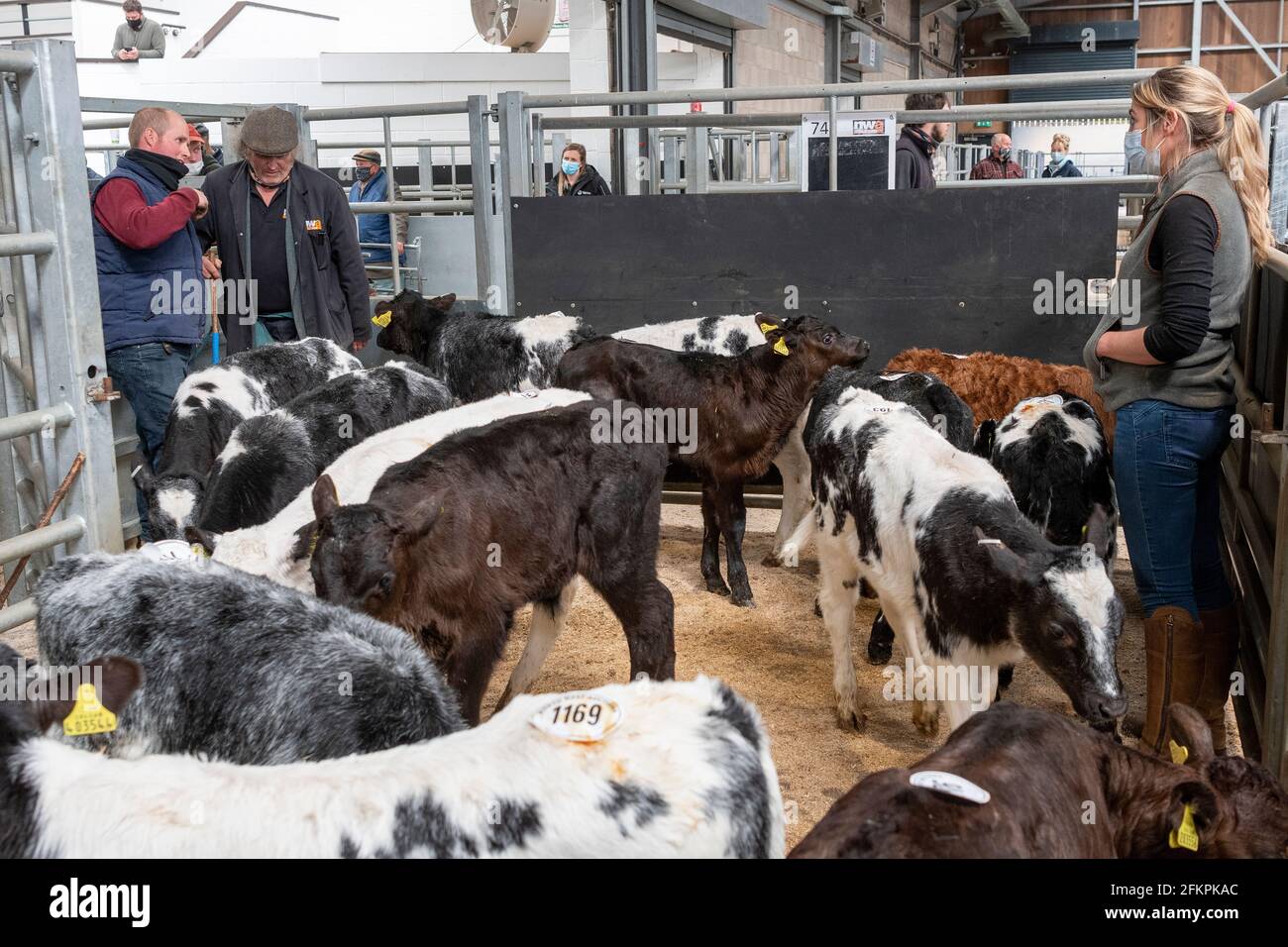 Livestock farming auction hi-res stock photography and images - Alamy