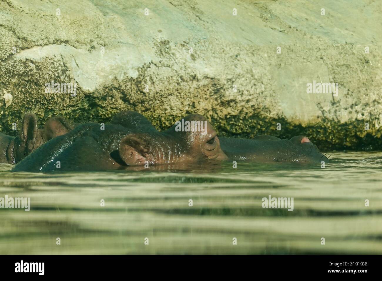 Closeup shot hippo eye hi-res stock photography and images - Alamy