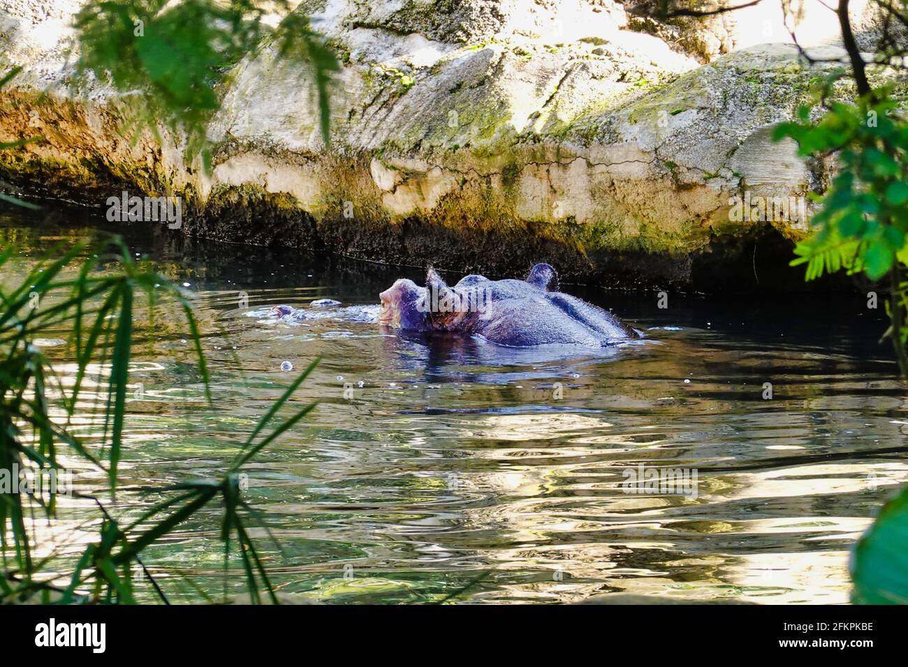 Closeup shot hippo eye hi-res stock photography and images - Alamy