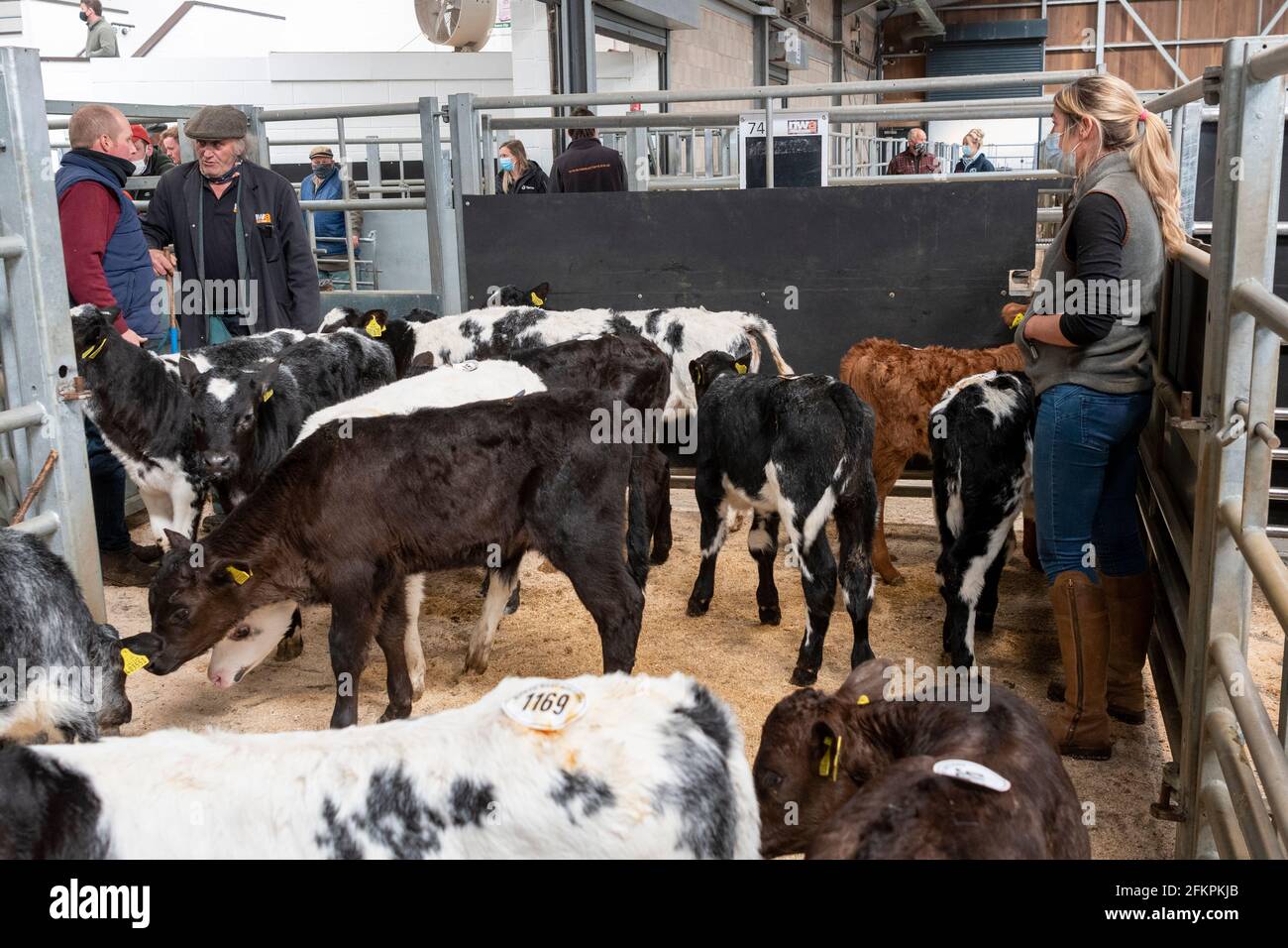Livestock farming auction hi-res stock photography and images - Alamy
