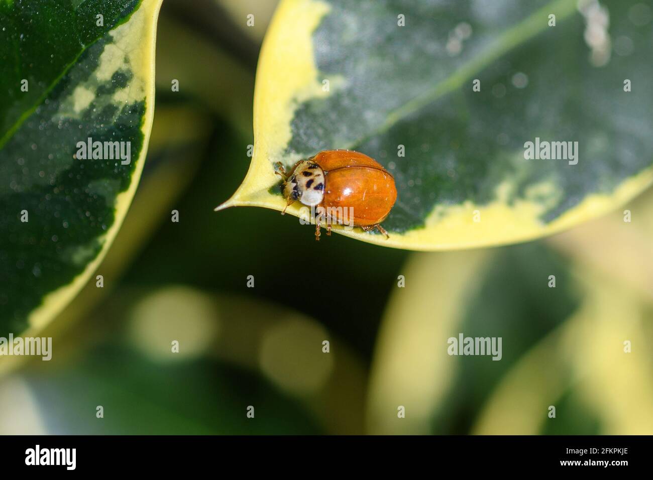 Larch ladybird (Aphidecta obliterata) on holly leaf Stock Photo - Alamy