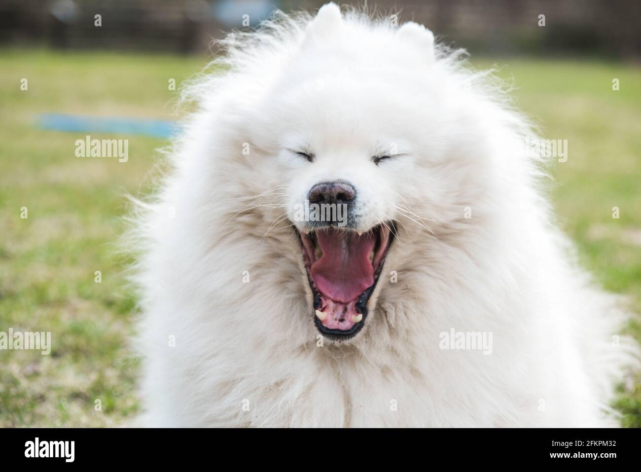 White fluffy Samoyed dog yawning outside on nature Stock Photo - Alamy