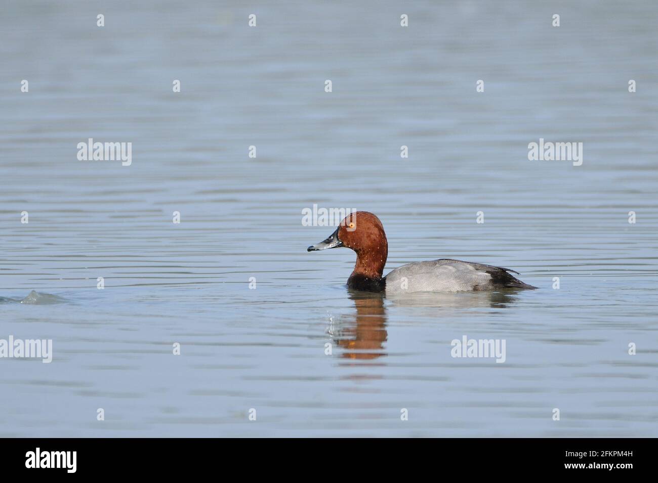 Common Pochard Duck Is Feeding In The Wetland Stock Photo - Alamy