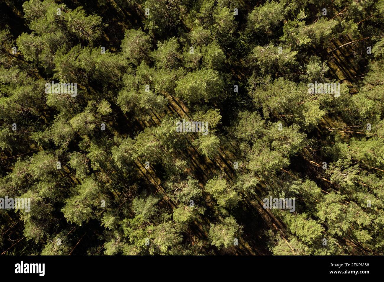 Aerial drone top view of a green pine wood forest during sunset with ...