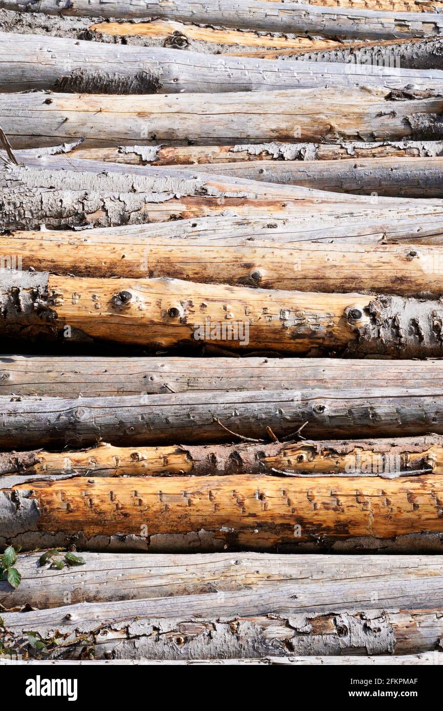 Stacked tree trunks lie to dry in the forest. Forestry. Wooden ...