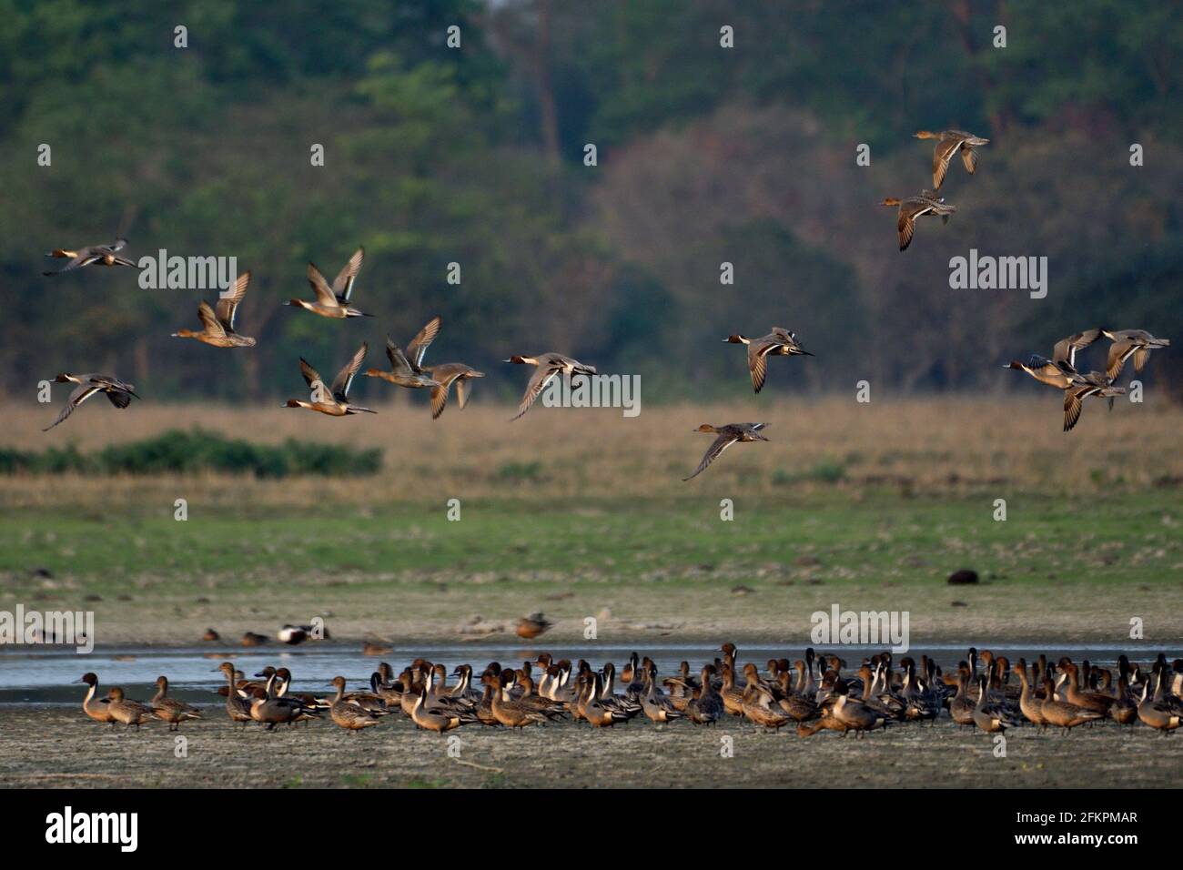 Different Speceies Of Migratory Birds Are Flying Over The Wetland Stock ...