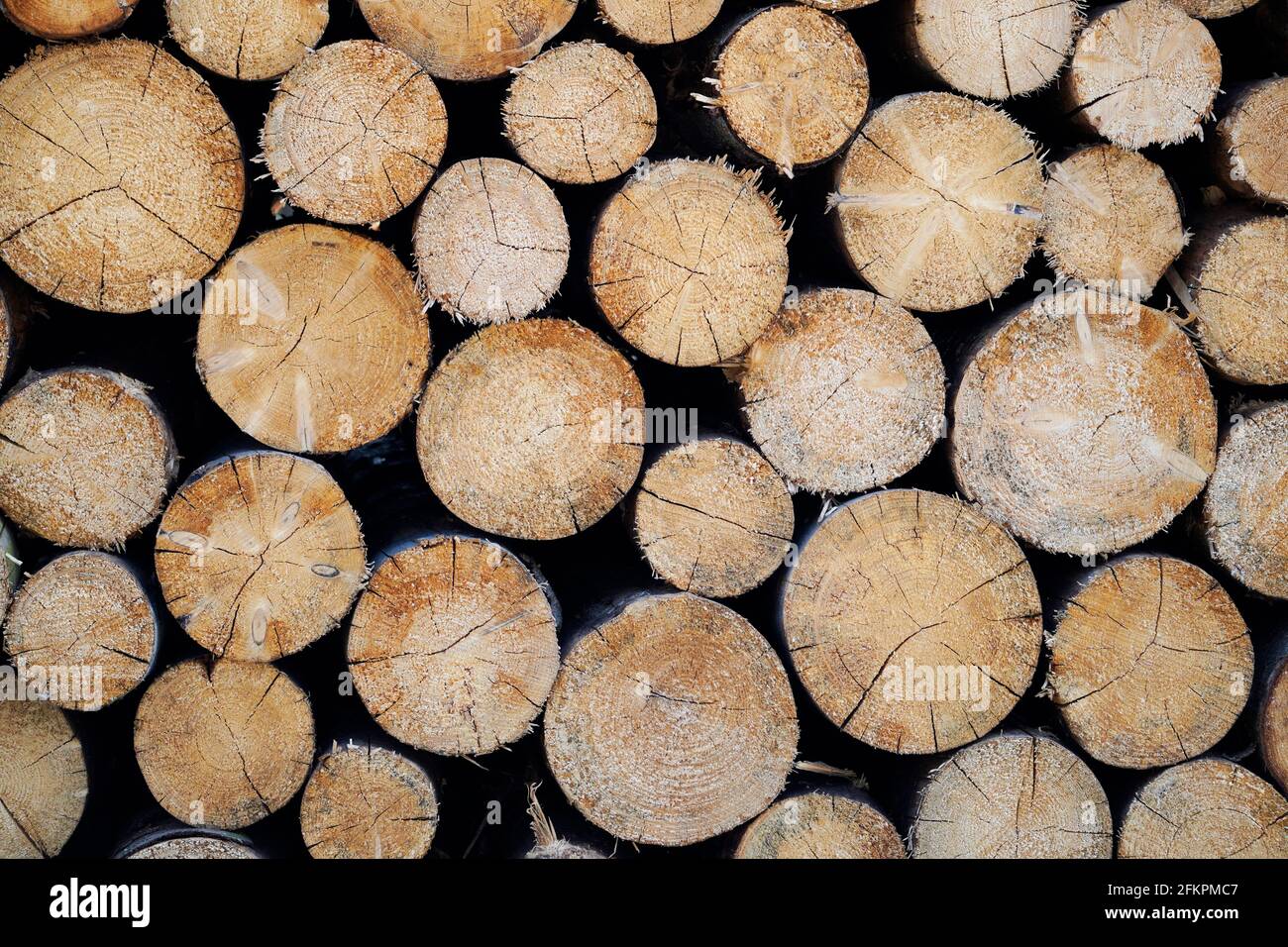 Stacked tree trunks lie to dry in the forest. Forestry. Surface of sawn ...