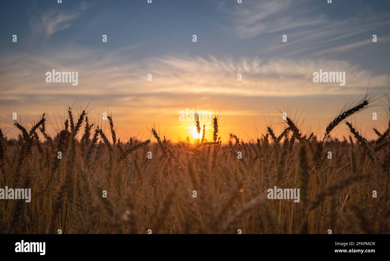 Wheat sun hi-res stock photography and images - Alamy