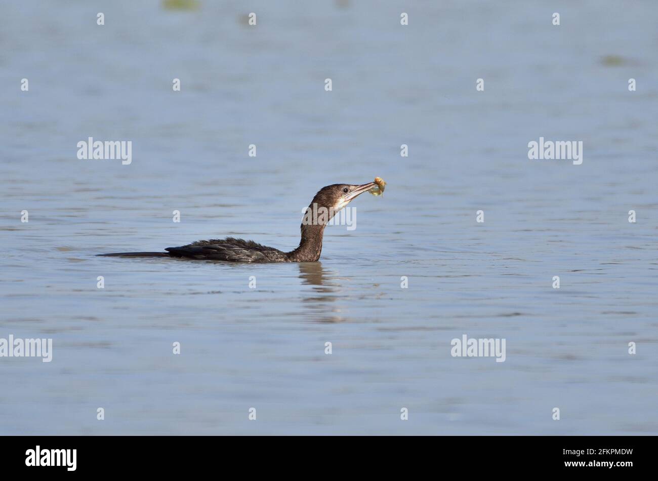 Little cormorant bird catches fish in the wetland Stock Photo - Alamy