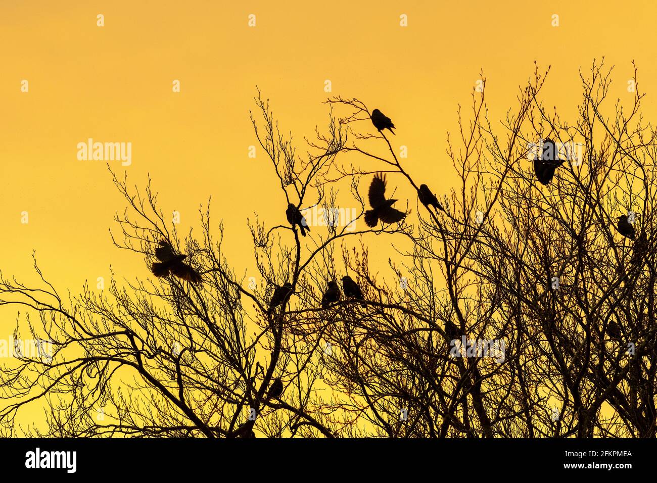 Roosting birds uk hi-res stock photography and images - Alamy