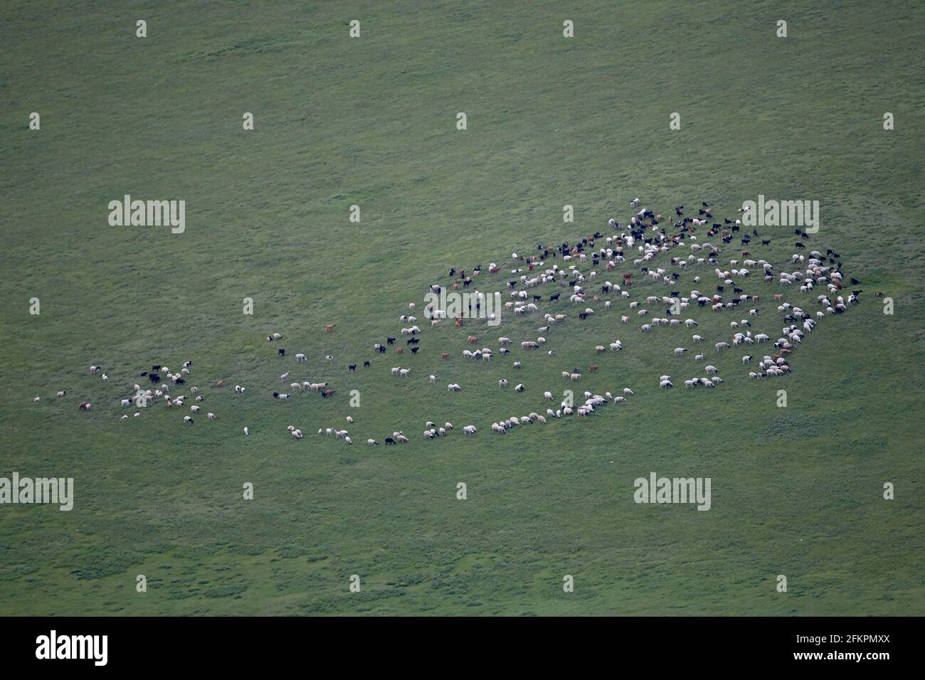 Overgrazing by sheep hi-res stock photography and images - Alamy
