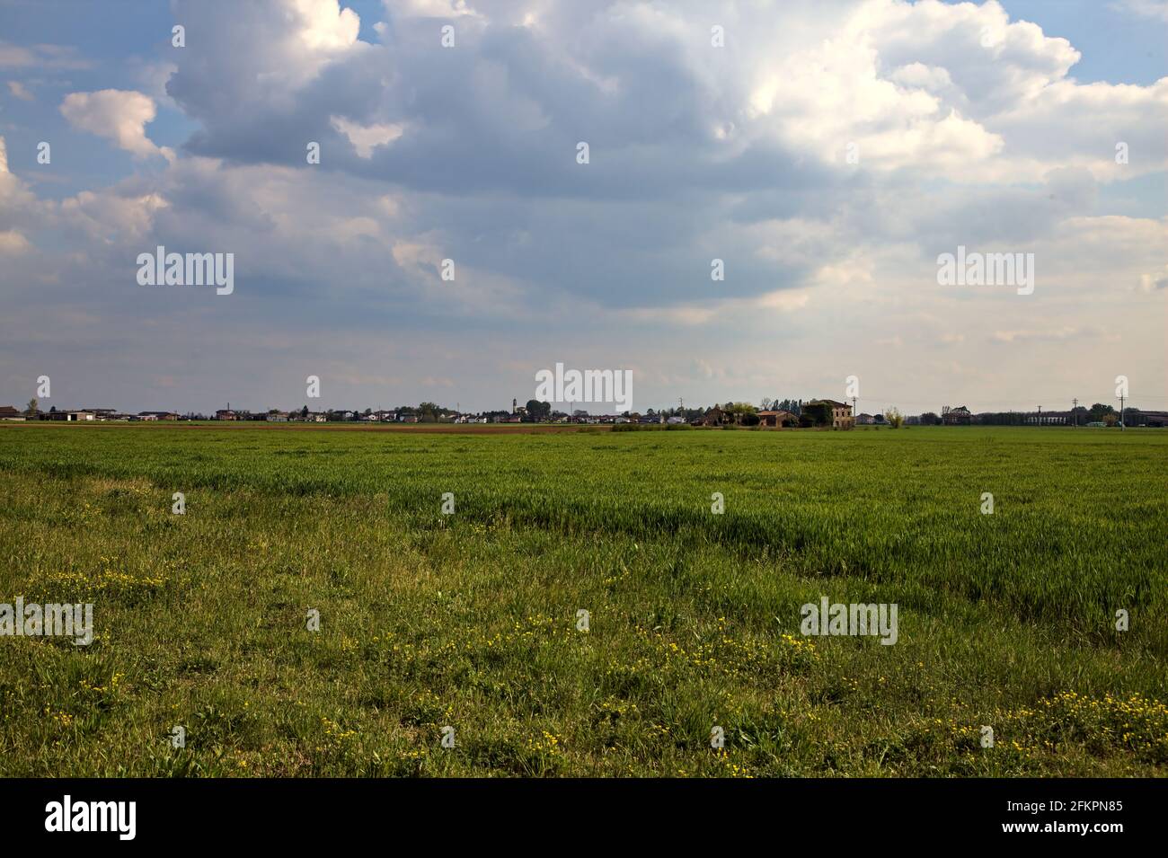 Corn field in early stage of growth in the italian countryside on a ...