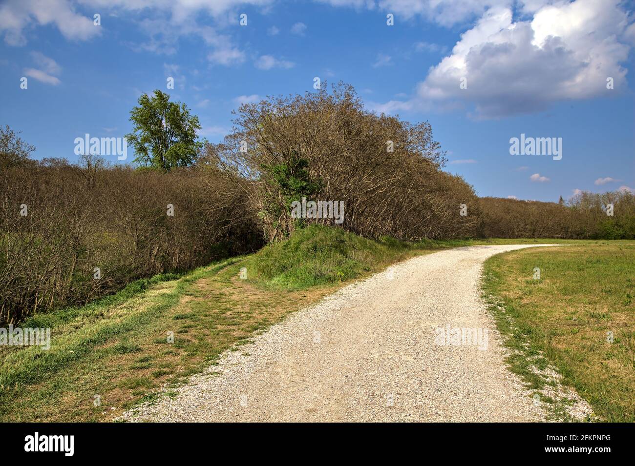 Fork between a road and a path in a grove in the italian countryside ...