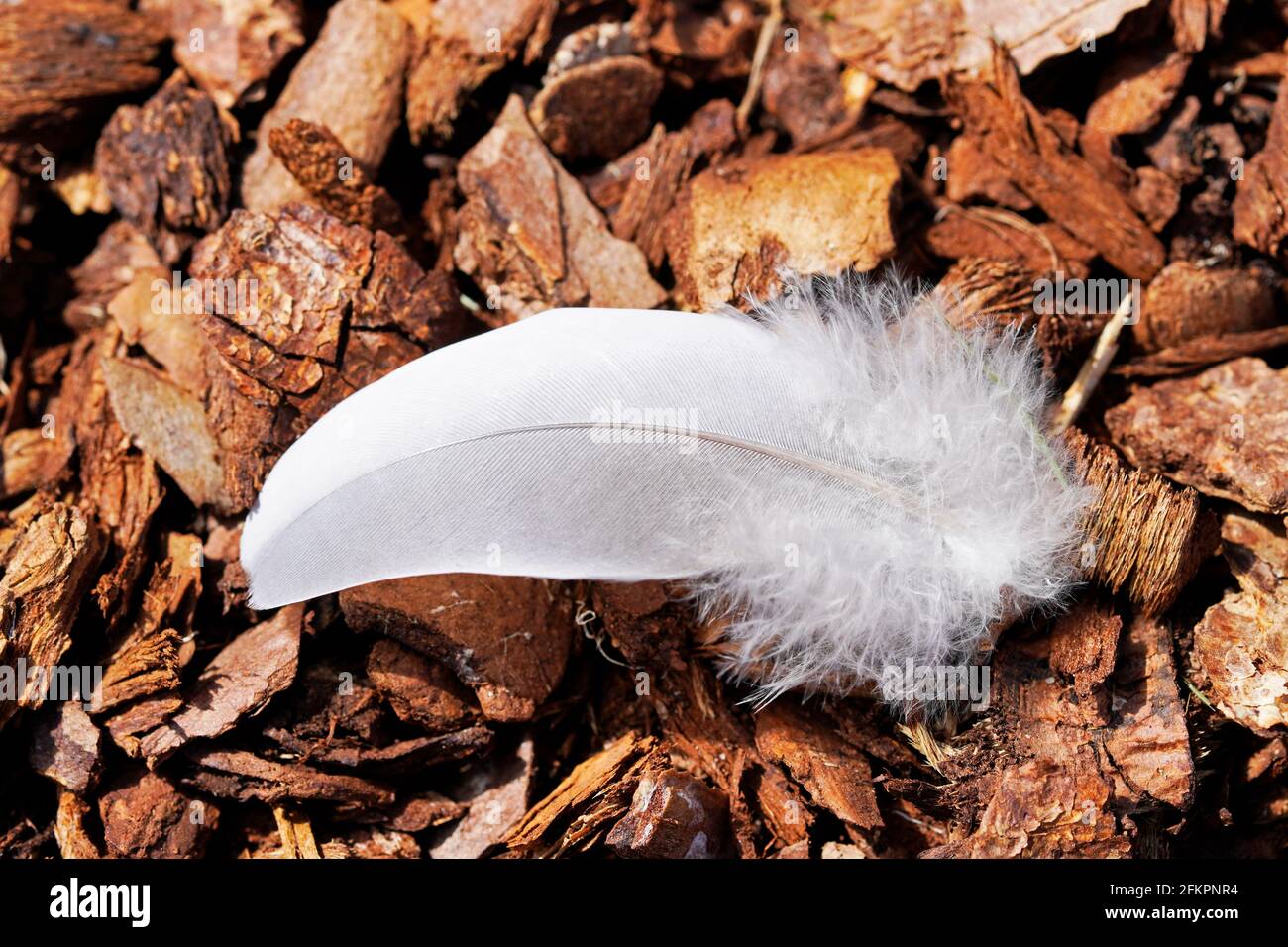 A white feather on a brown background. Close up of a pigeon feather ...