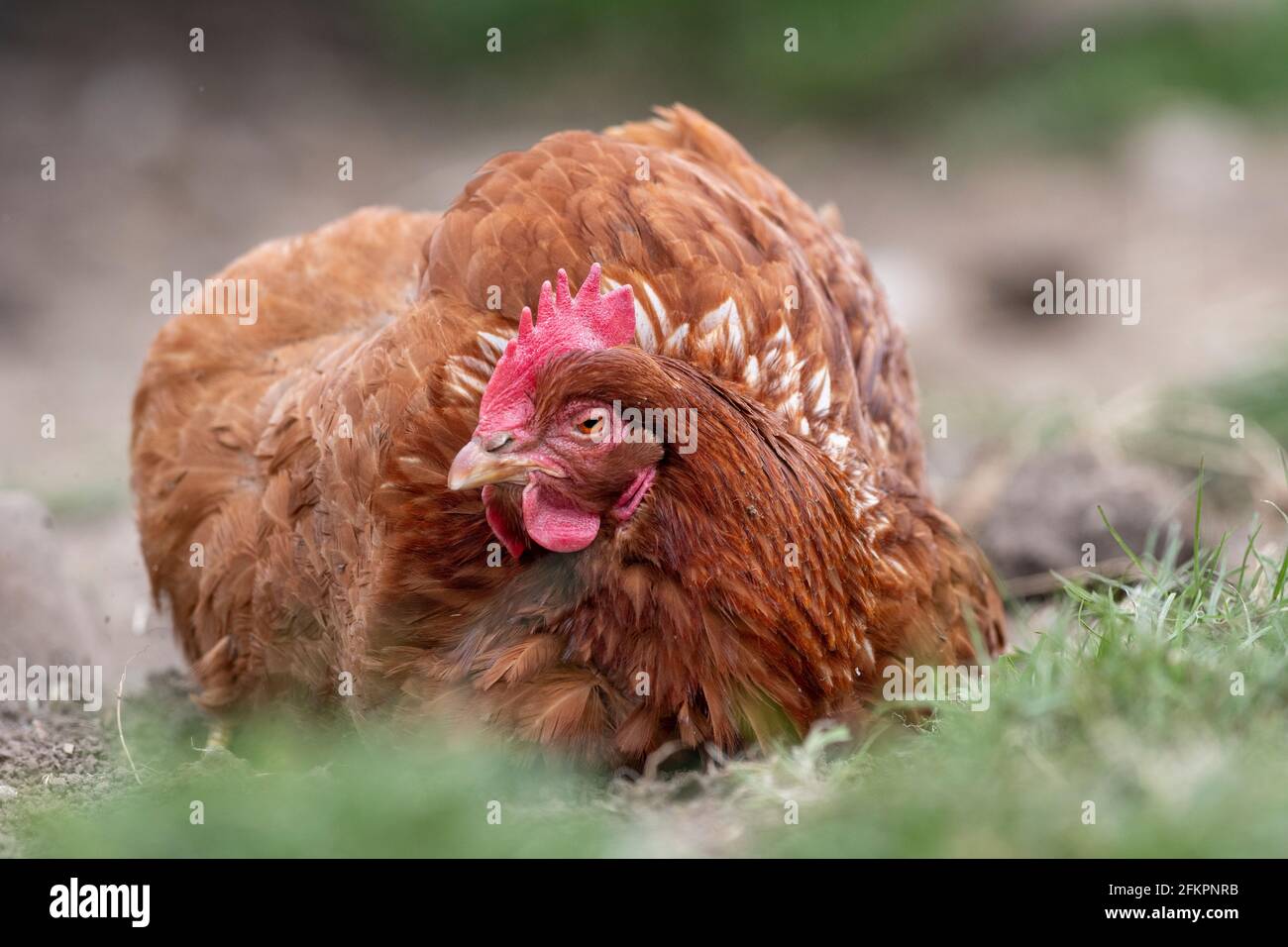 Free range hen roaming smallholding in the Yorkshire Dales, UK Stock ...