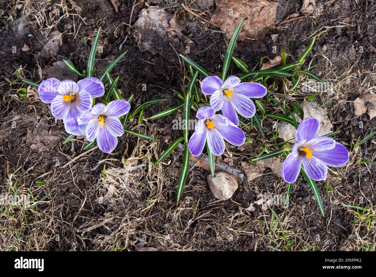 Beautiful violet crocus flowers in the garden Stock Photo - Alamy
