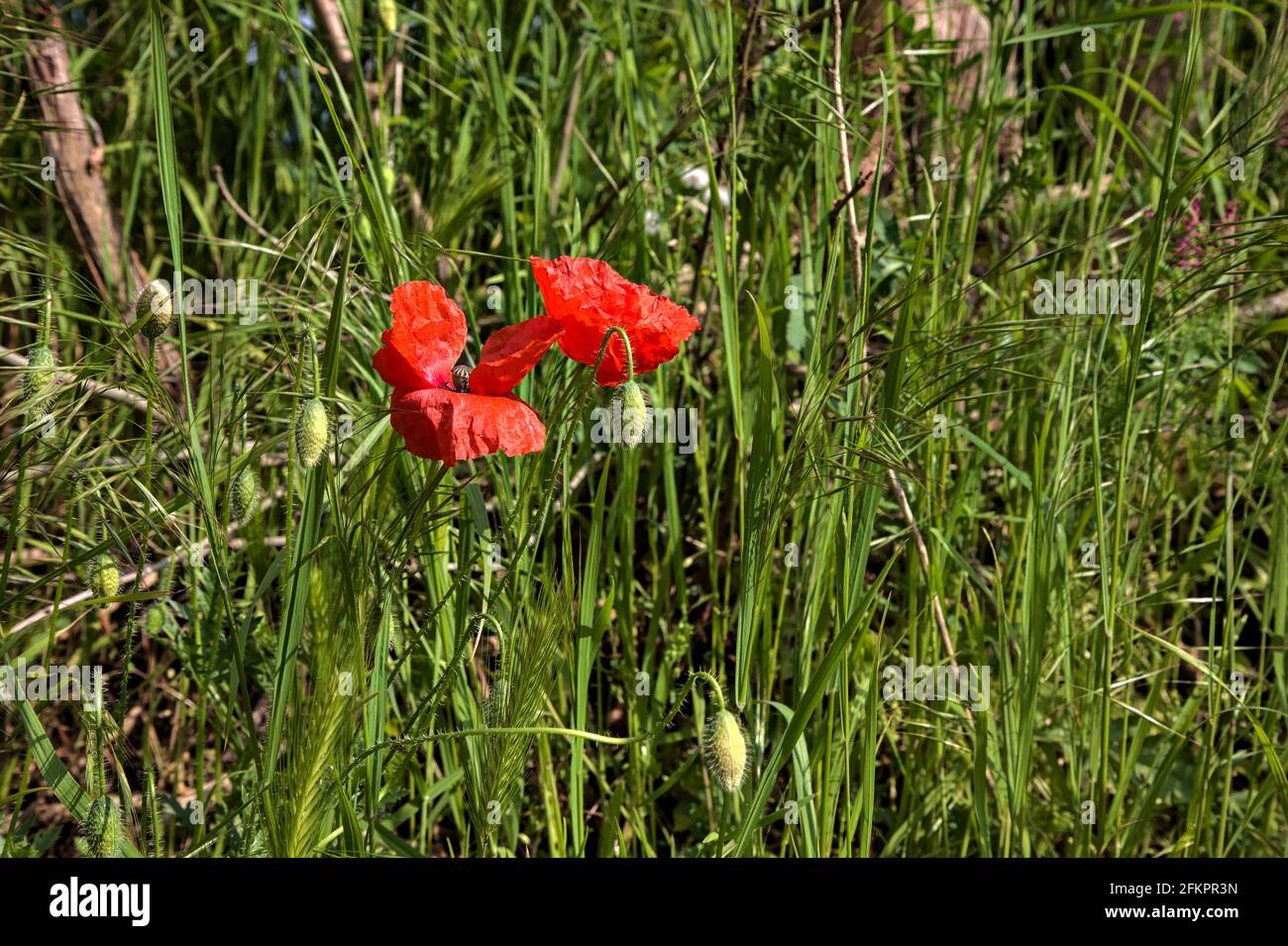 Poppies in the grass seen up close Stock Photo - Alamy